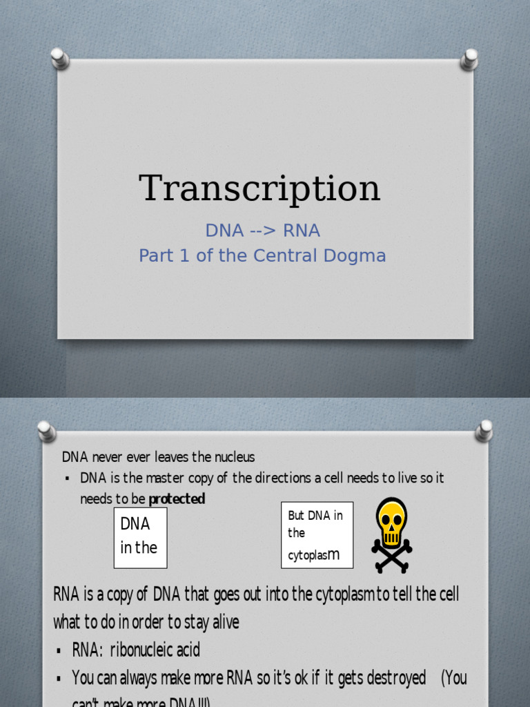 Transcription Translation Final | PDF