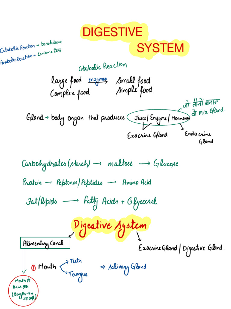 (Biology) Digestive System Part - 1 | PDF (Biology) Digestive System Part - 1 | PDF