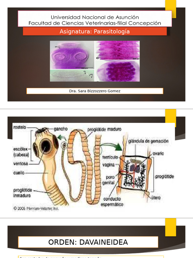 Anatoomia | PDF
