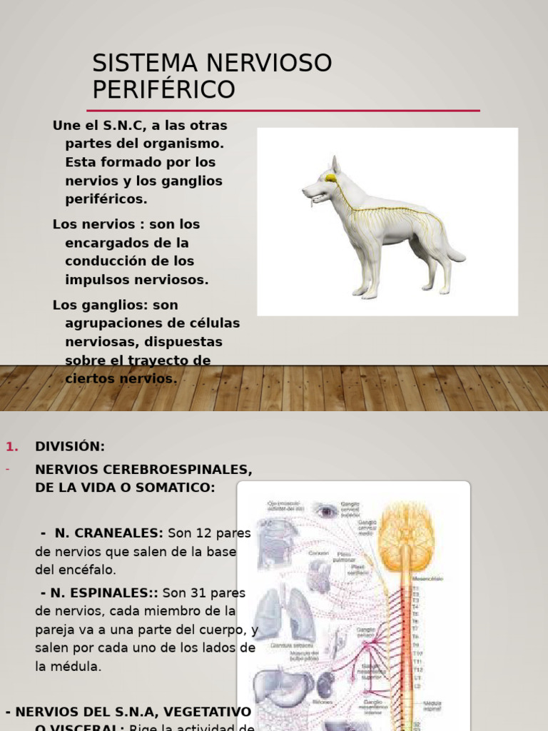 Nervios Craneales | PDF