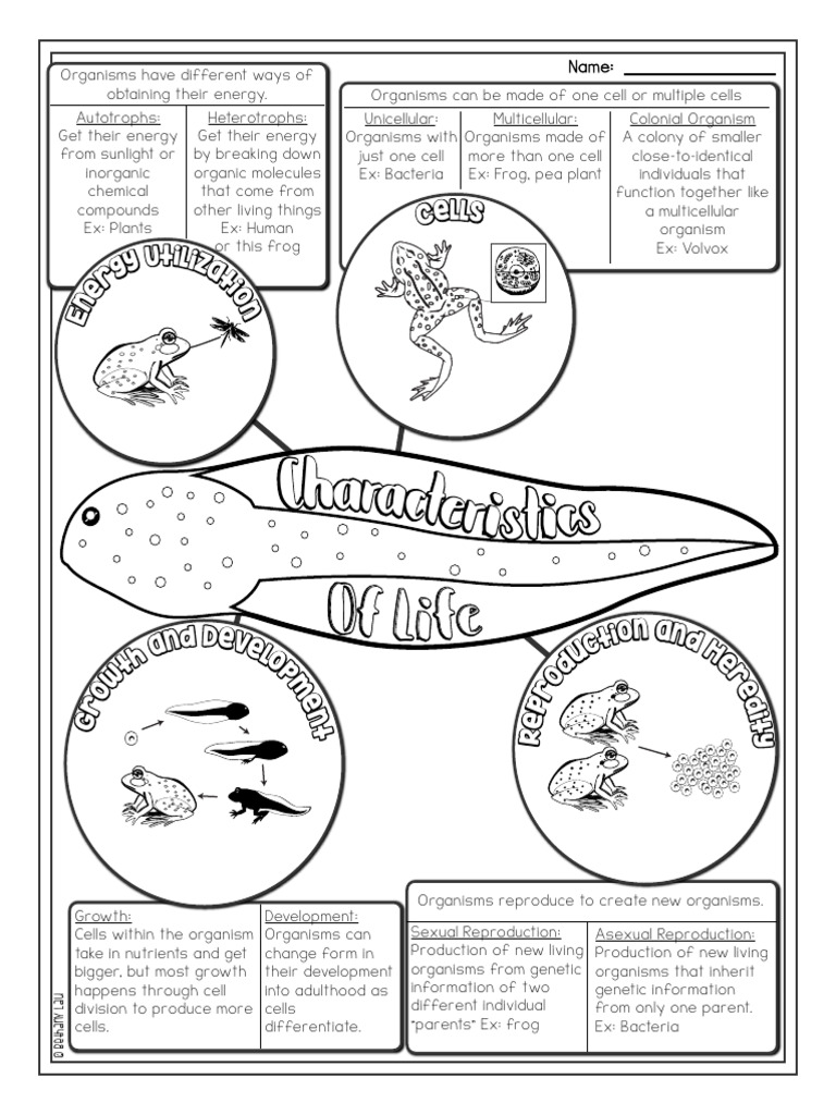 Characteristics of Life Explained | PDF | Organisms | Cell (Biology)
