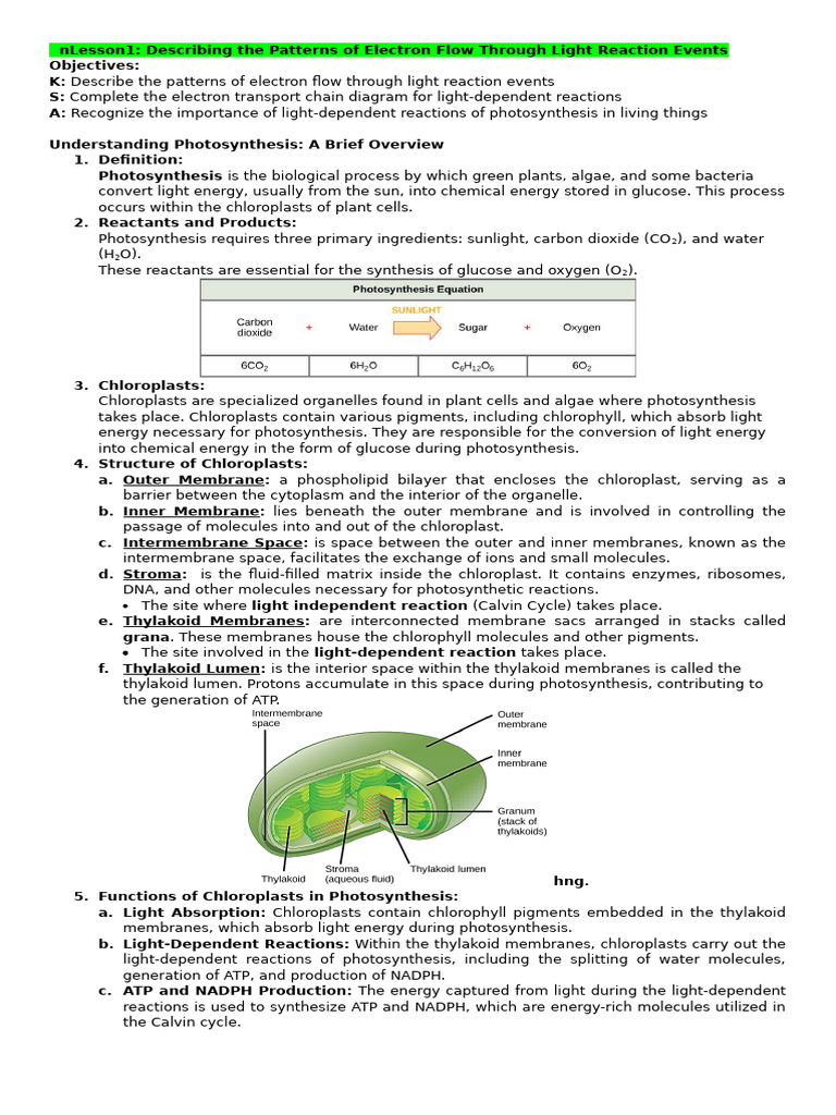 Light Independent Reaction | PDF | Photosynthesis | Chloroplast