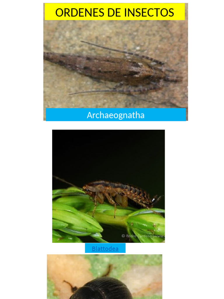 Ordenes de Insectos-Imagenes 200824 | PDF
