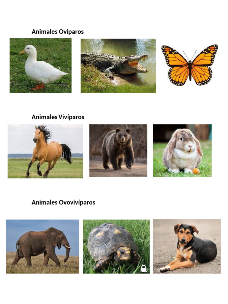 Animales Ovíparos | PDF