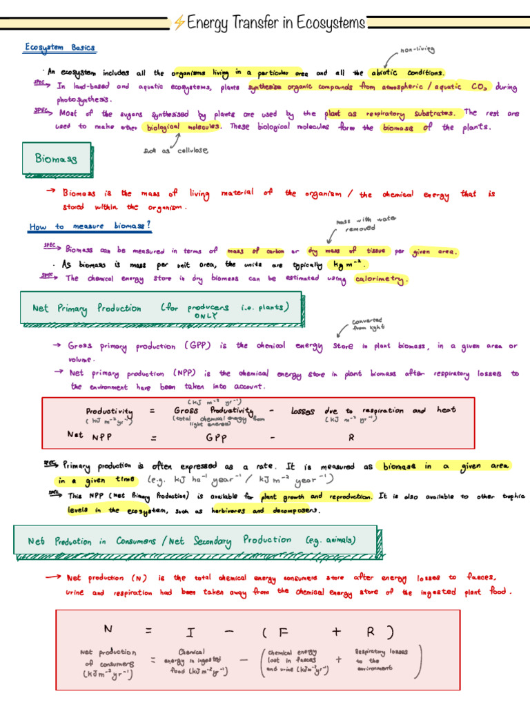 Energy Transfer in Ecosystems - FactRecall | PDF
