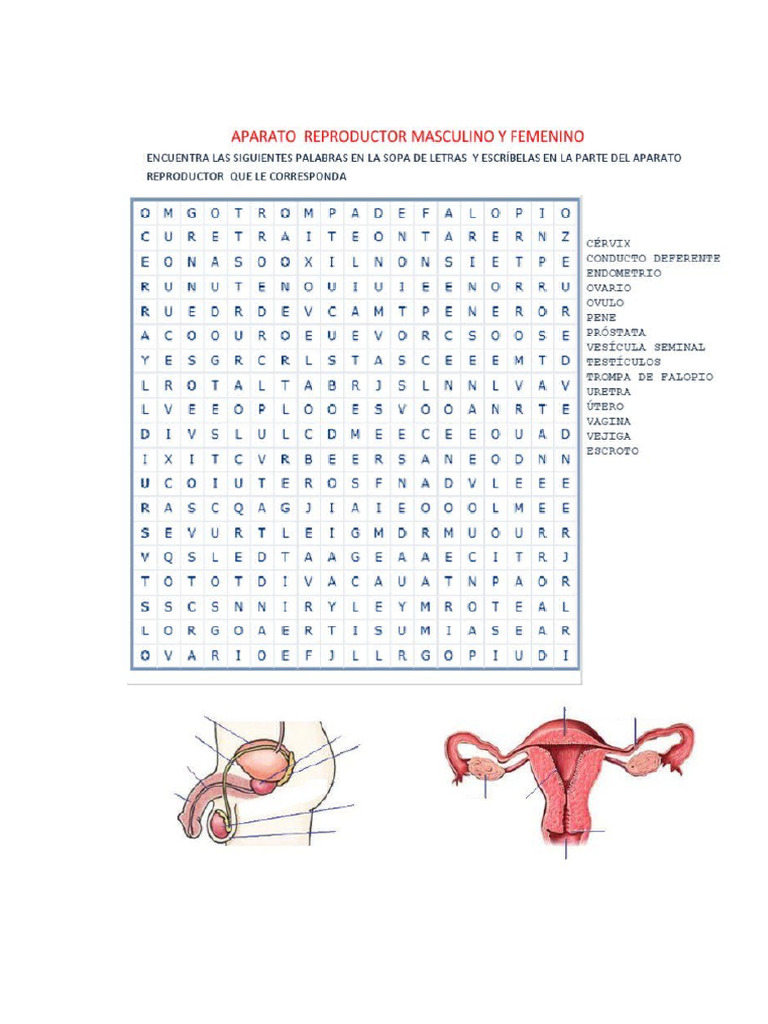 Sopa de Letras Del Sistema Reproductor | PDF