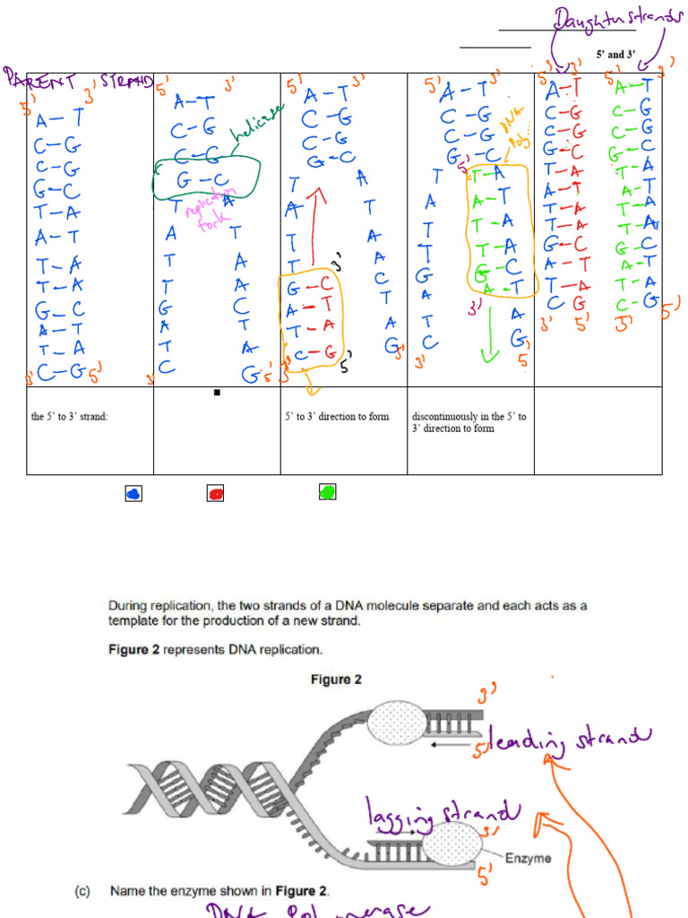 DNA Replication Worksheet 2022 Answers | PDF