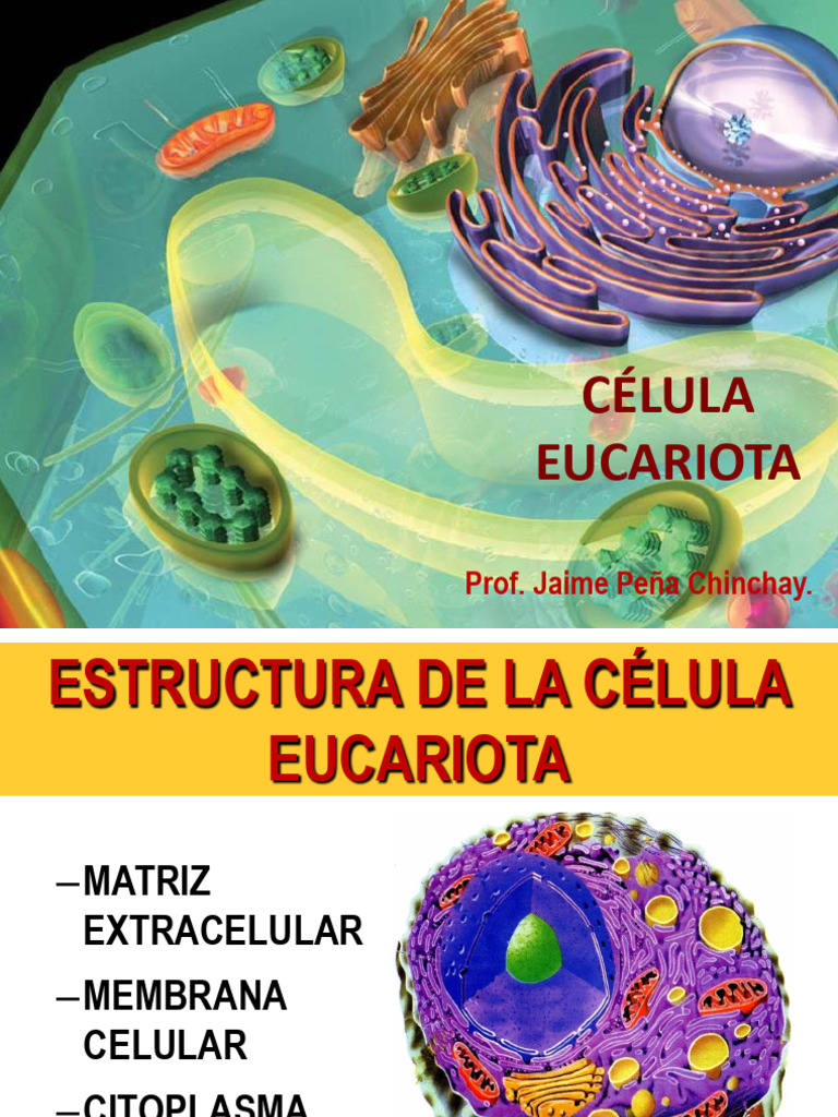 Biología Celular II - Célula Eucariota | PDF