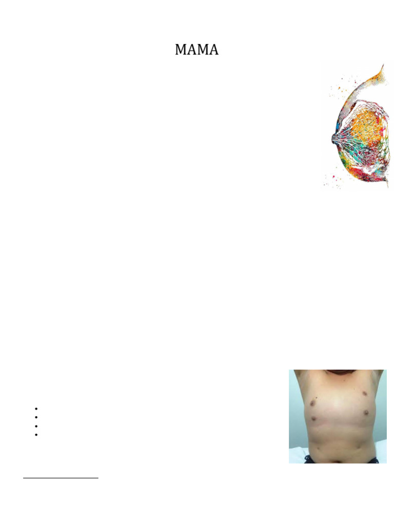 MAMA (Anatomía) | PDF