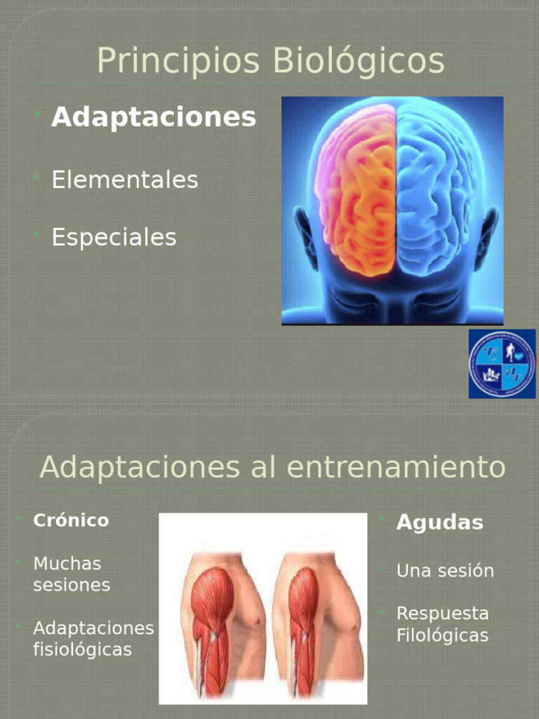 Adaptaciones Al Entrenamiento Mod2 | PDF