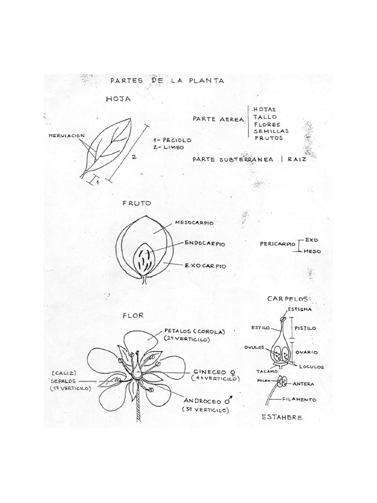 Partes de La Planta y Glosario | PDF