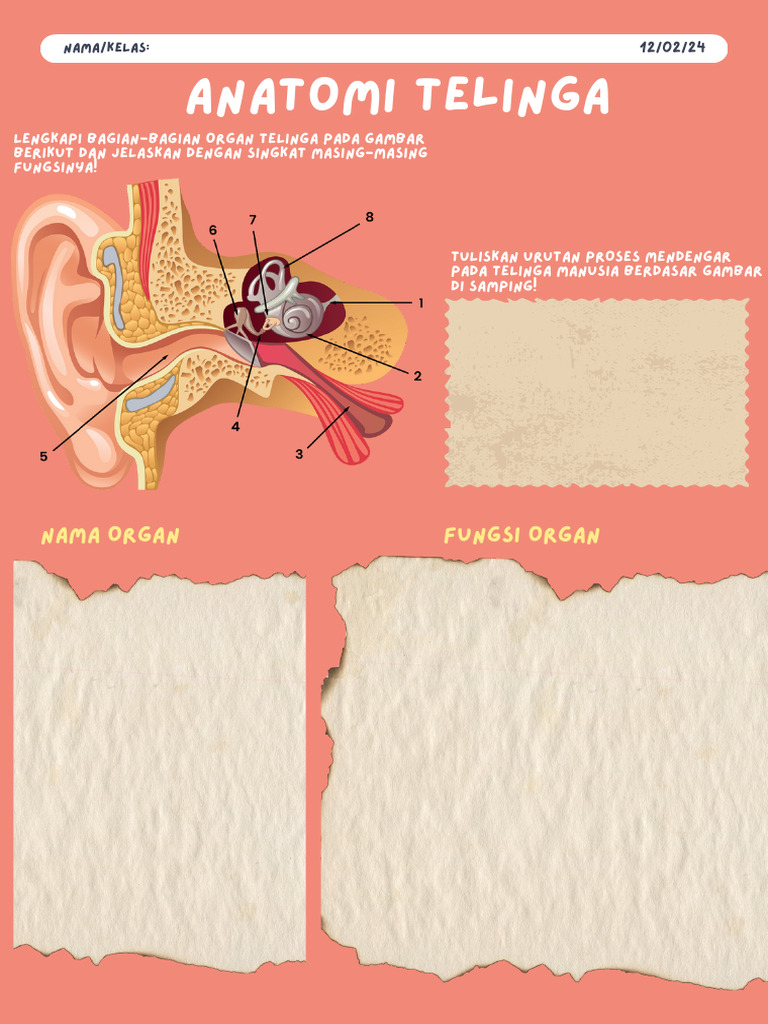 Anatomi Telinga | PDF