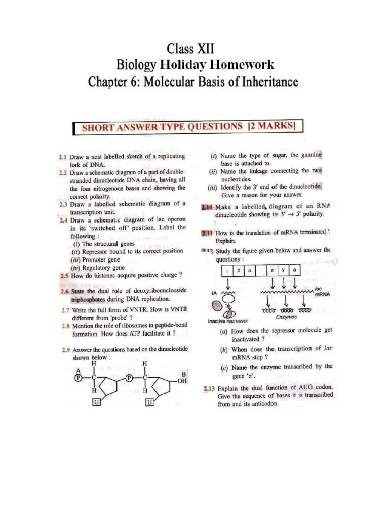 XII - Bio CH 6 (Molecular Basis of Inheritance) | PDF