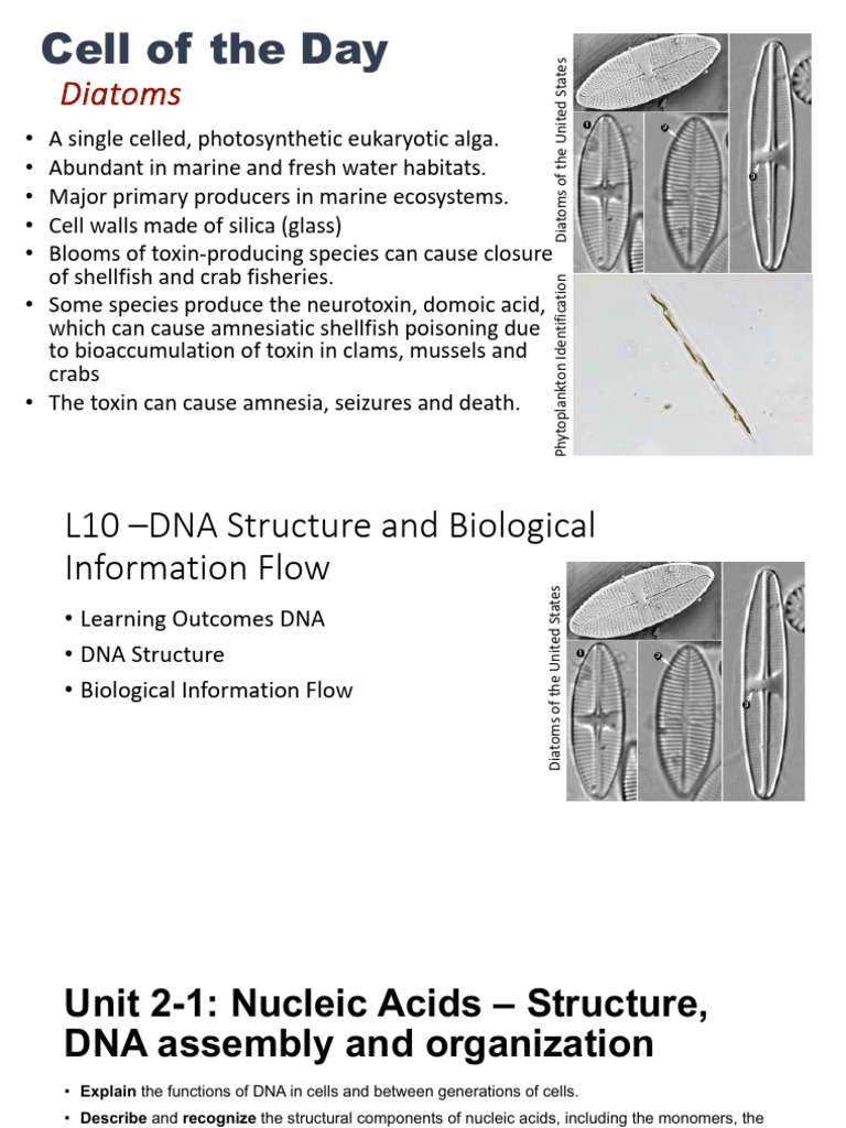 L10 - DNA Structure + Information | PDF