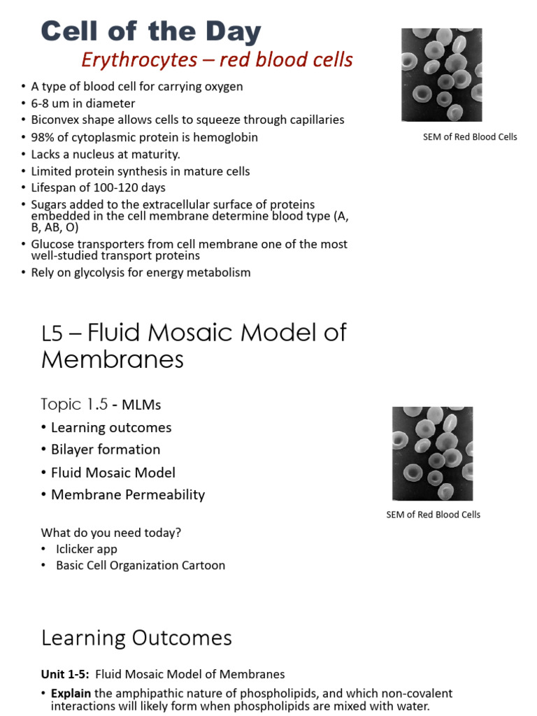 L5 - Fluid Mosaic Model of Membranes | PDF