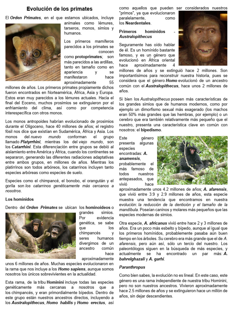 Evolución de Los Primates | PDF | Homo | Humano
