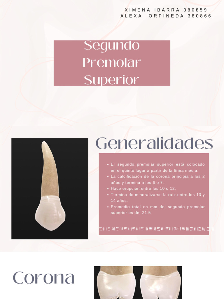 Segundo Premolar Superior | PDF