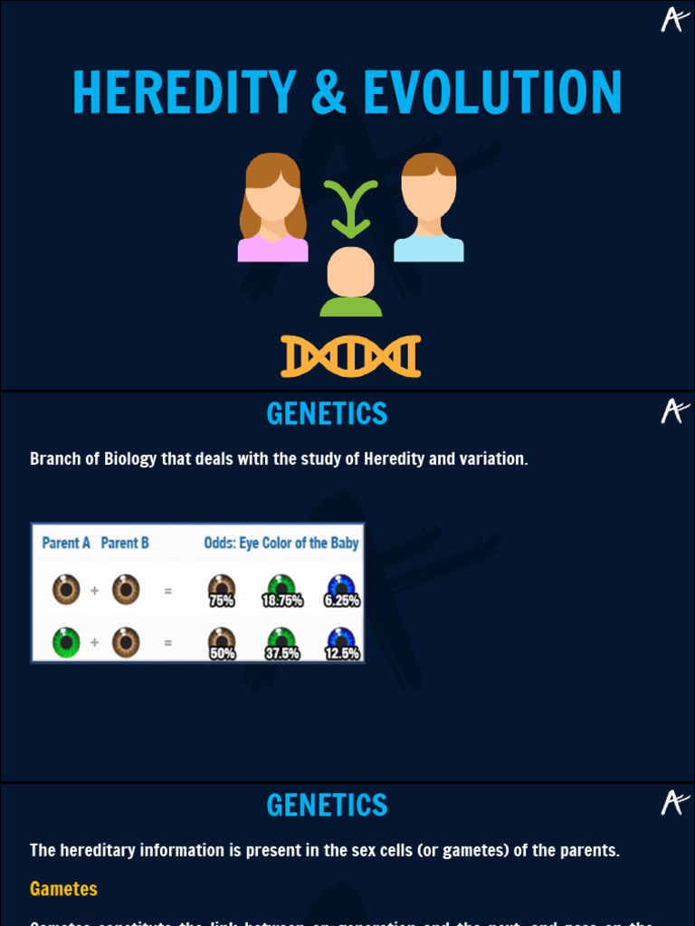 Heredity and Evolution | PDF | Dominance (Genetics) | Genetics