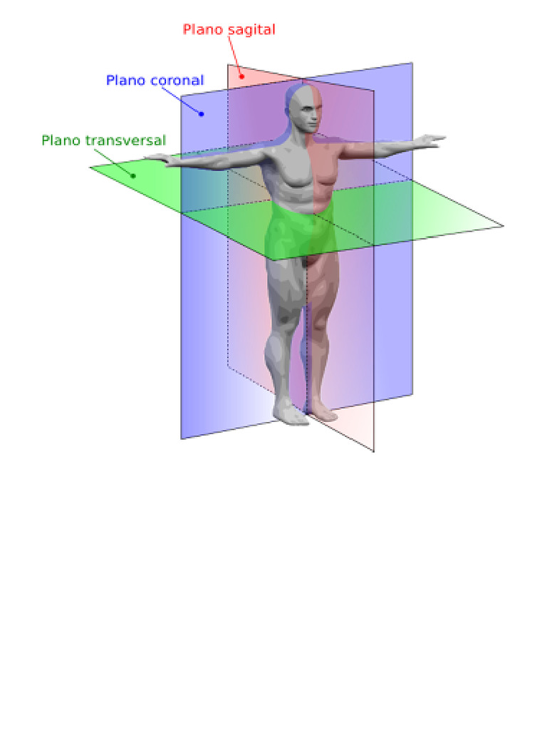 Simetria Cuerpo Humano | PDF