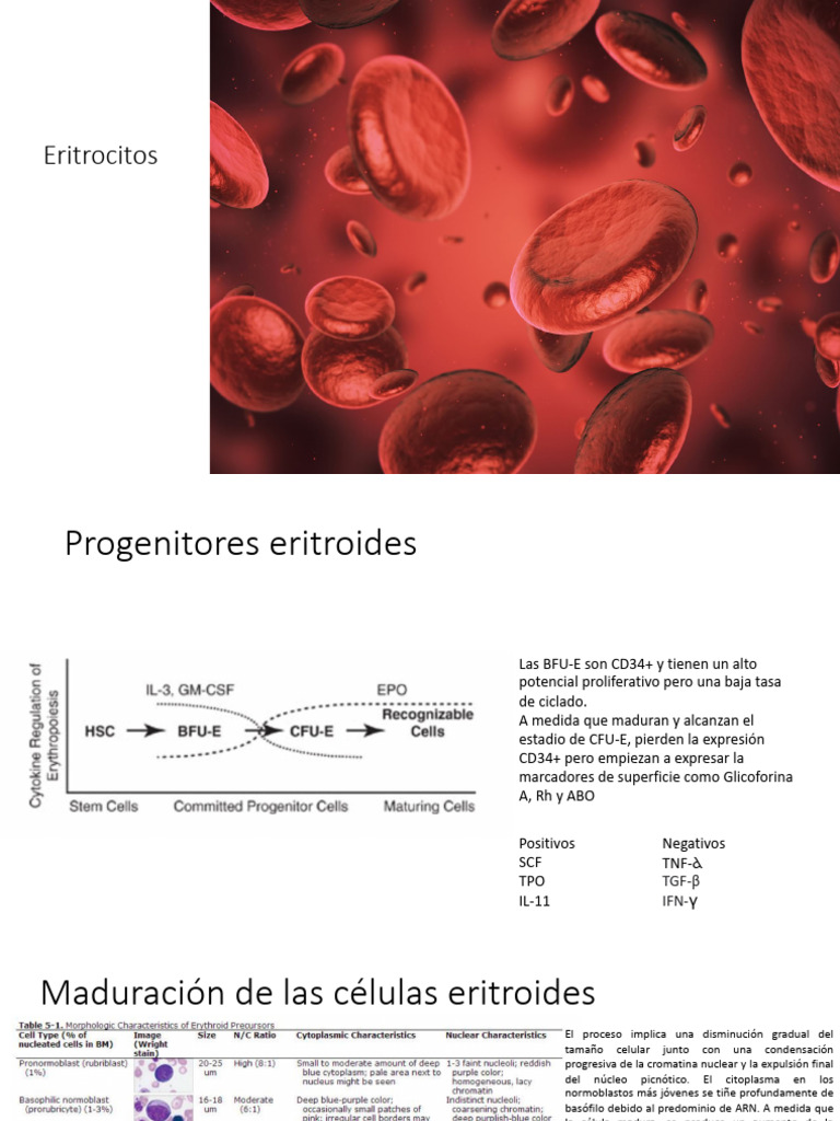 Eritrocitos y Hemoglobina 2 | PDF
