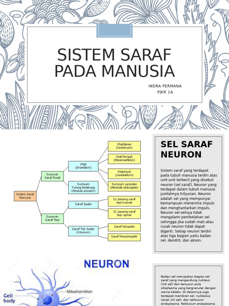Sistem Saraf Pada Manusia Indra | PDF