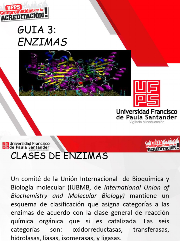 Diapositivas de Tipos de Enzimas | PDF