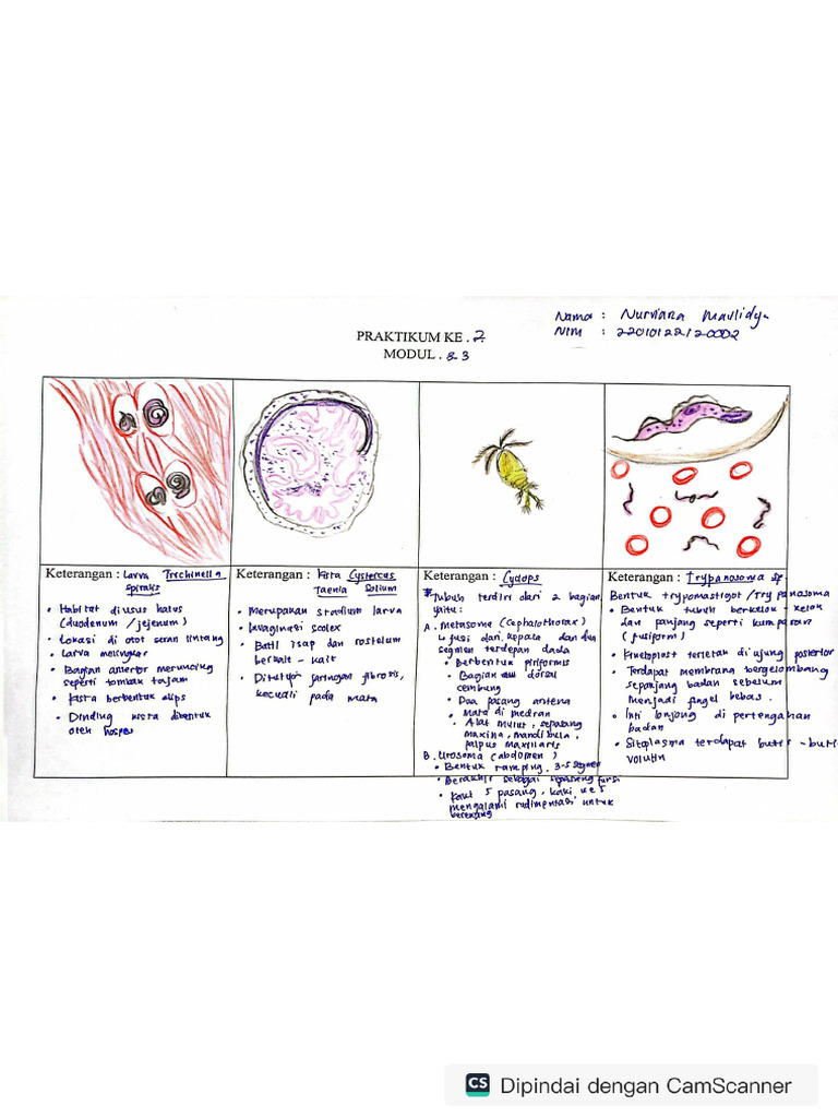 Lapres Parasit 3.3 Praktikum 2 | PDF