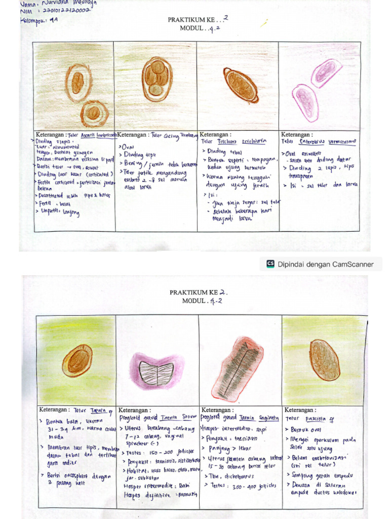 Parasit 4.2 Praktikum 2 | PDF