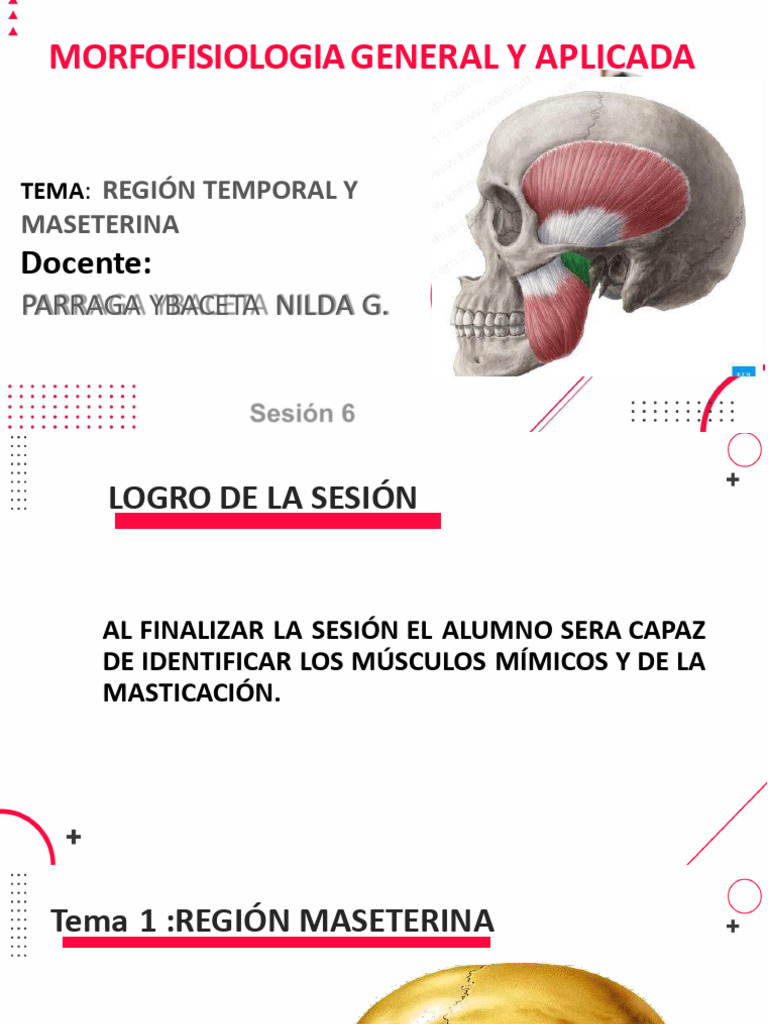 Sesión 11 Región Maseterina y Temporal | PDF