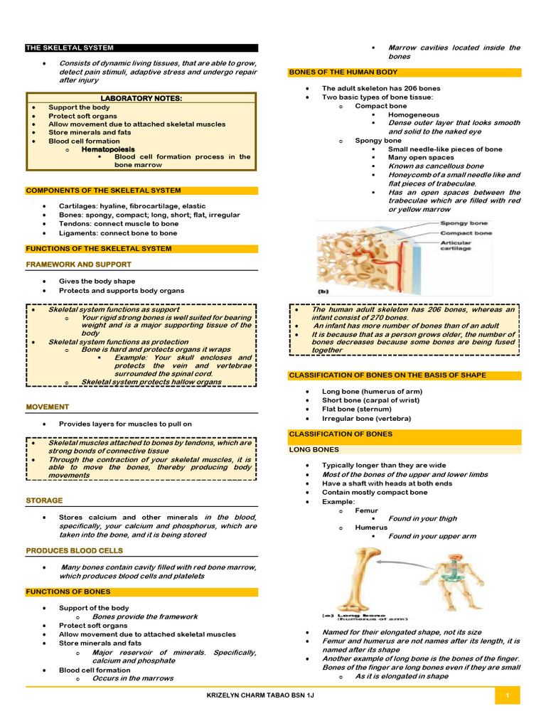 Skeletal Muscular and Nervous System | PDF