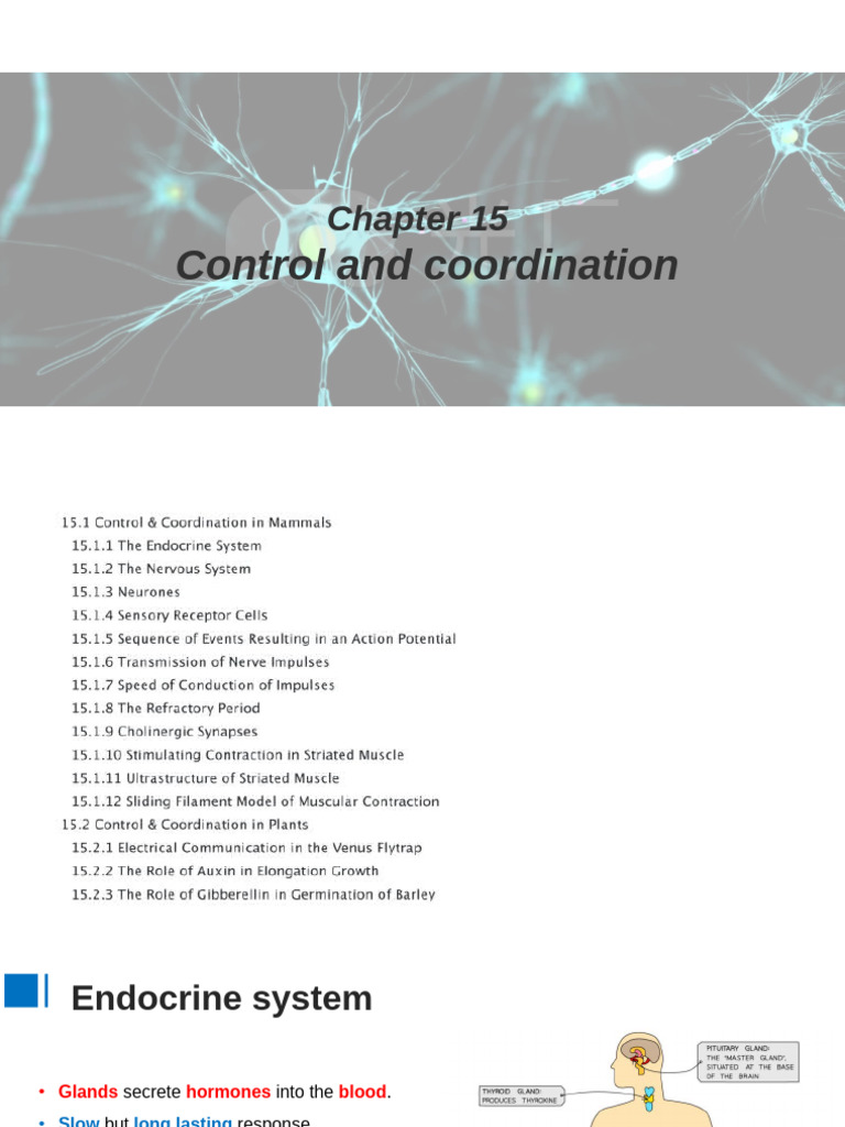 Chapter 15 Control and Coordination | PDF