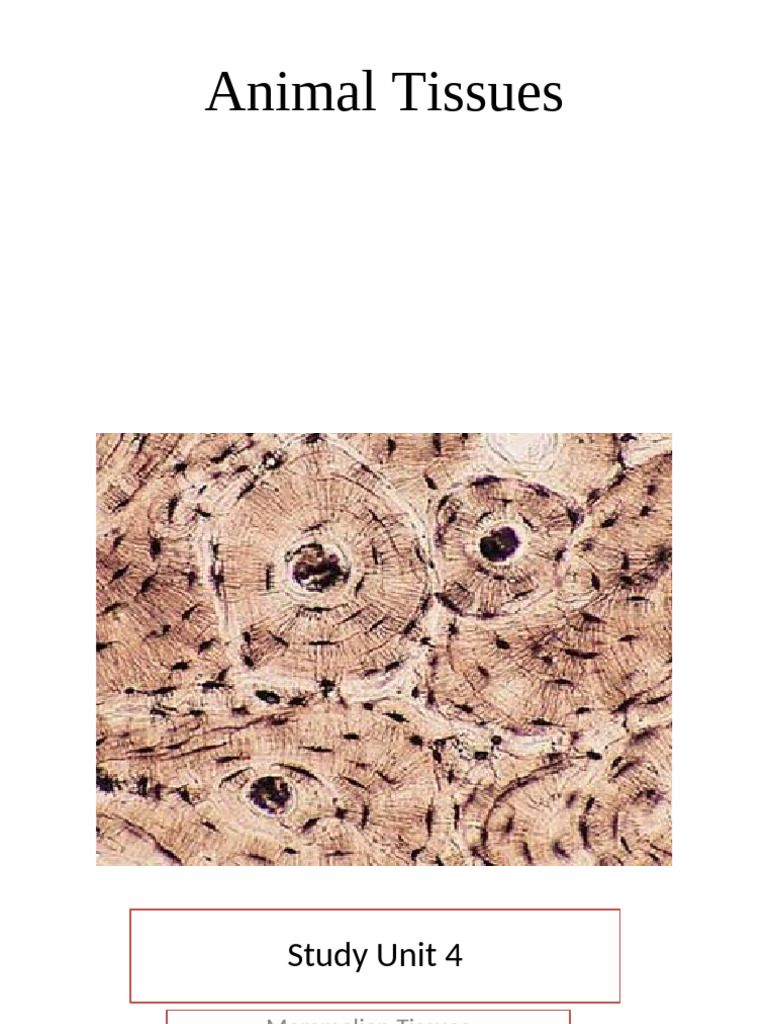 Lecture 10 - Animal Tissues | PDF | Epithelium | Connective Tissue