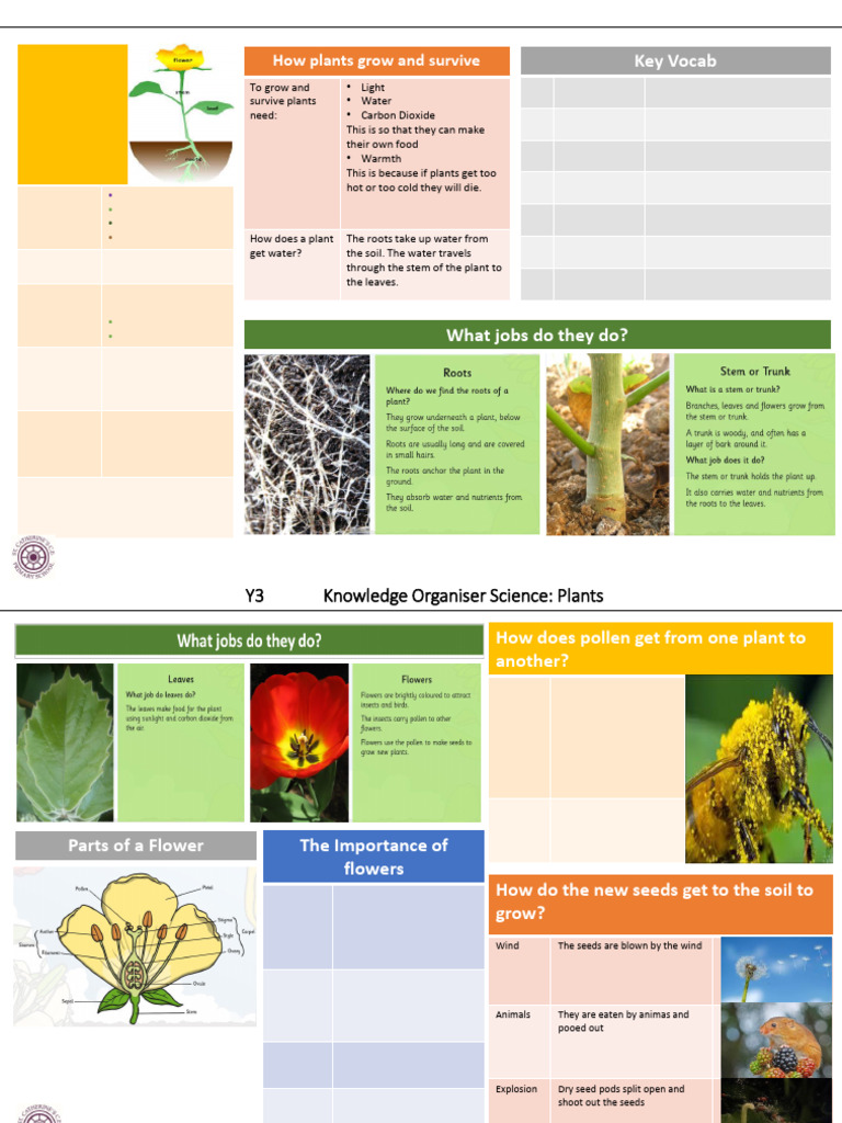 Y3 Science Plants Knowledge Mat | PDF