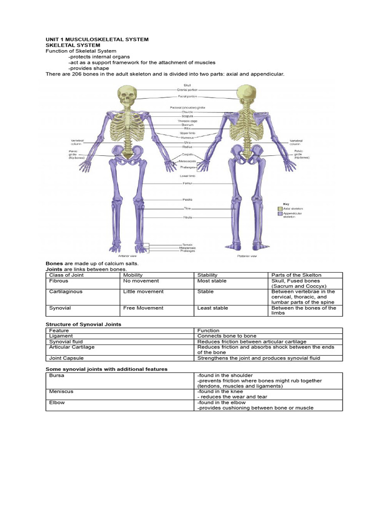 Unit 1 Musculoskeletal System Summary | PDF