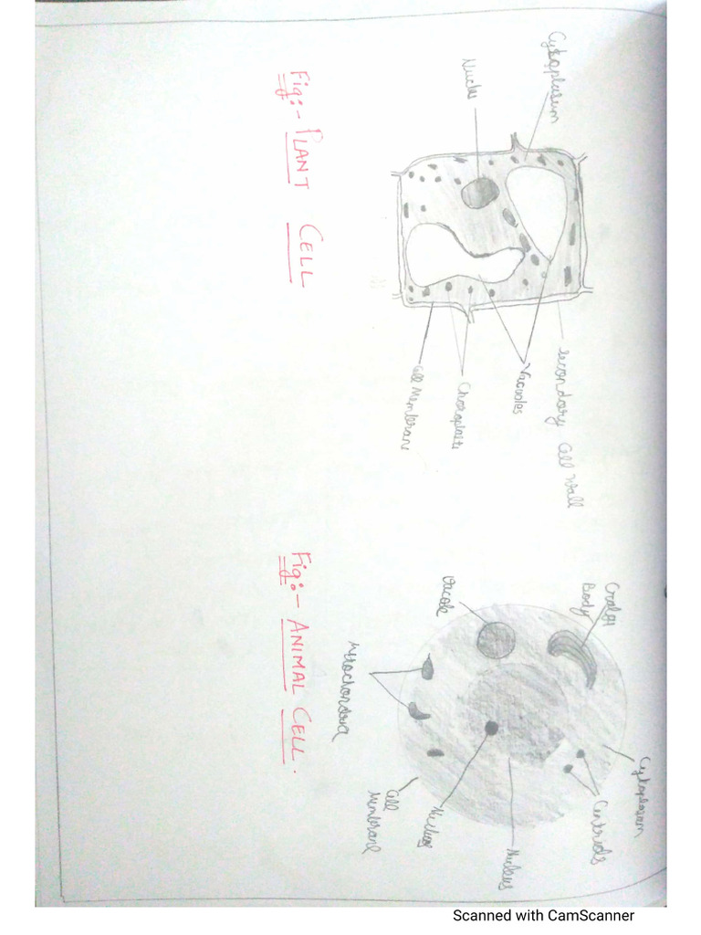 ANIMAL AND PLANT CELL DIAGRAM - Page 1 | PDF
