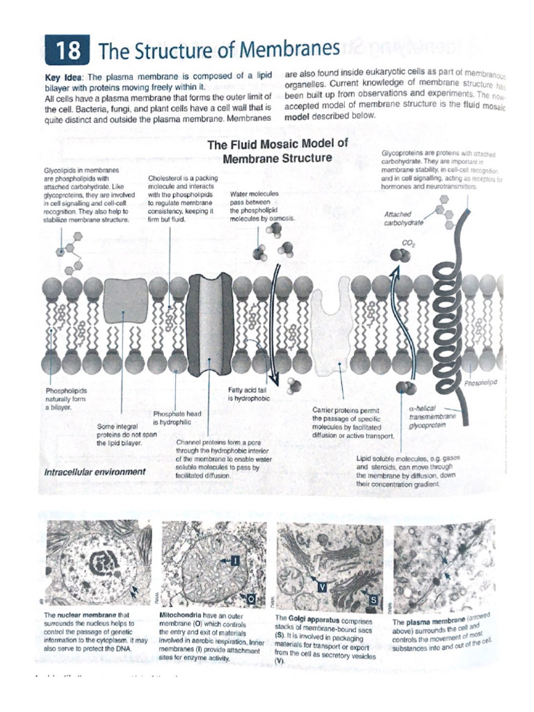Info 10sb Membranes | PDF