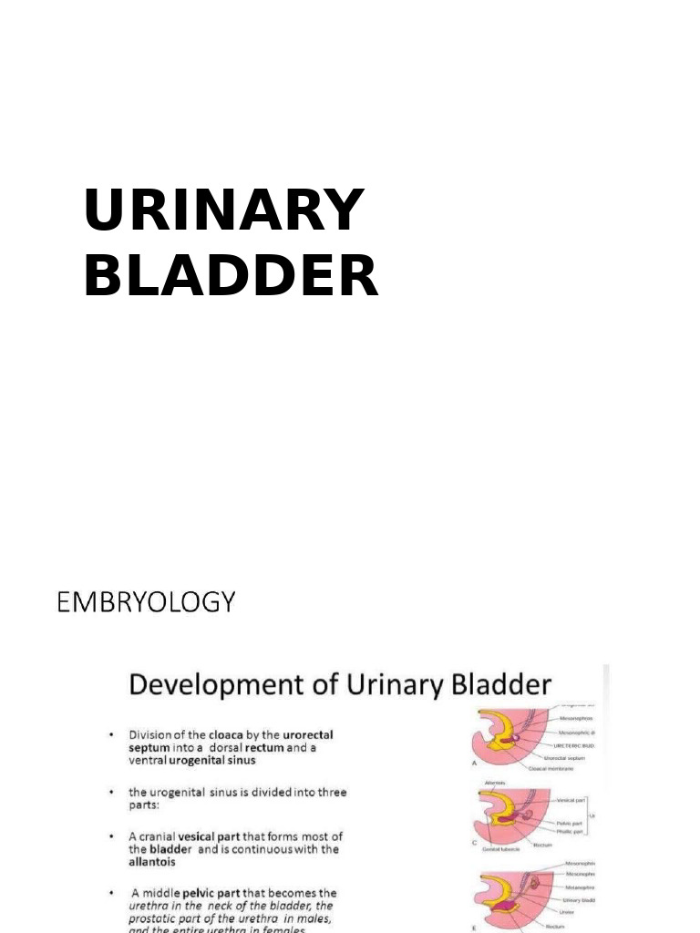 Urinary Bladder Anatomy 1 1 | PDF