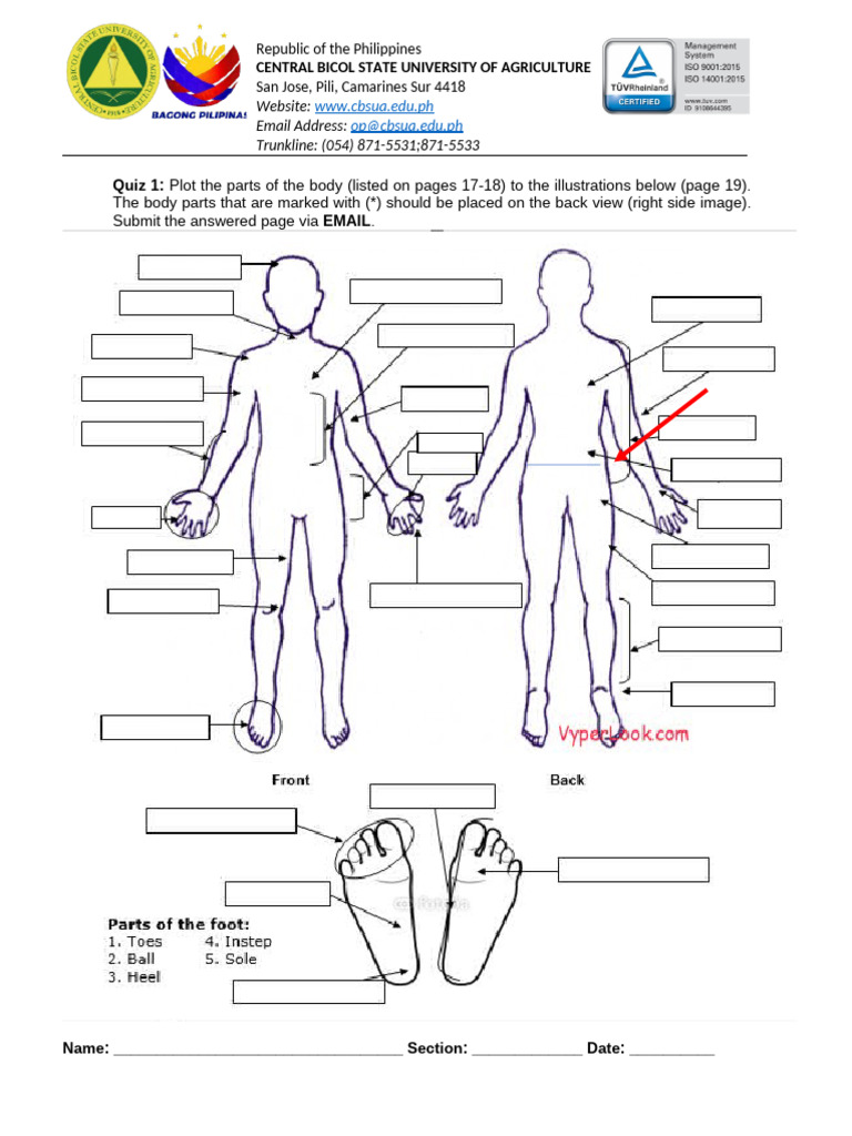 Quiz 1 The BODY | PDF