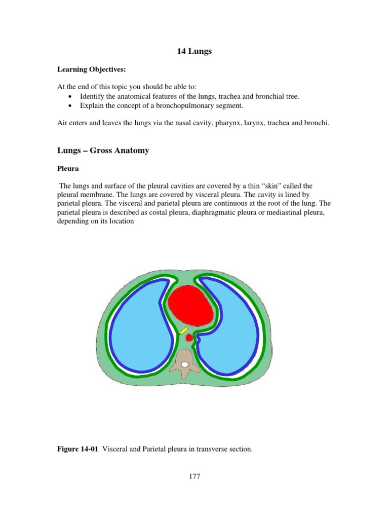 Lungs - Gross Anatomy | PDF | Lung | Respiration