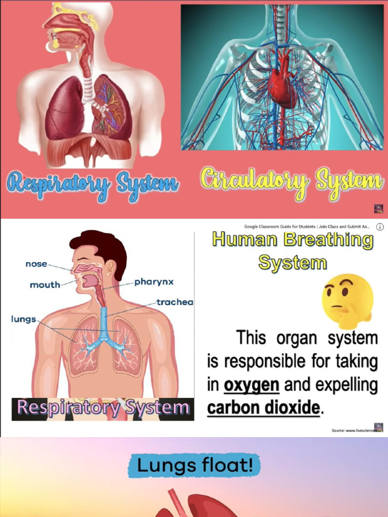 Science 9 - Q1 W1 - Interaction Between The Respiratory and Circulatory ...