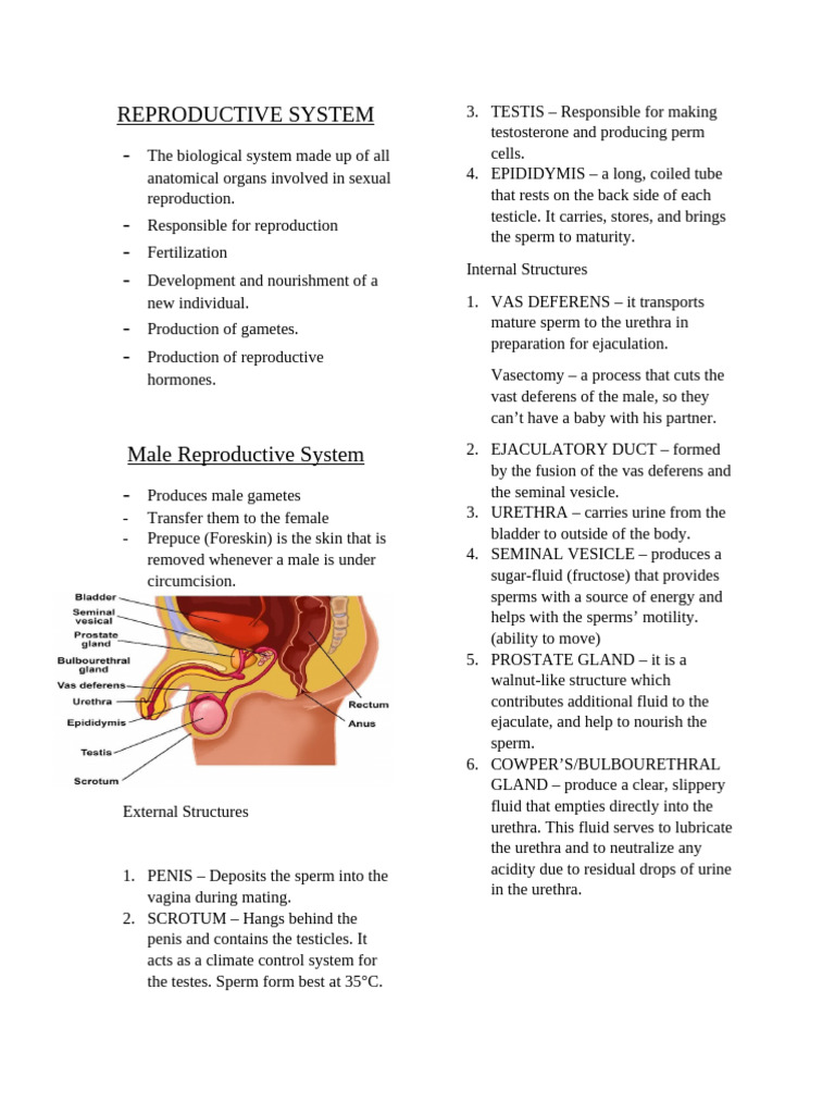 REPRODUCTIVE SYSTEM | PDF