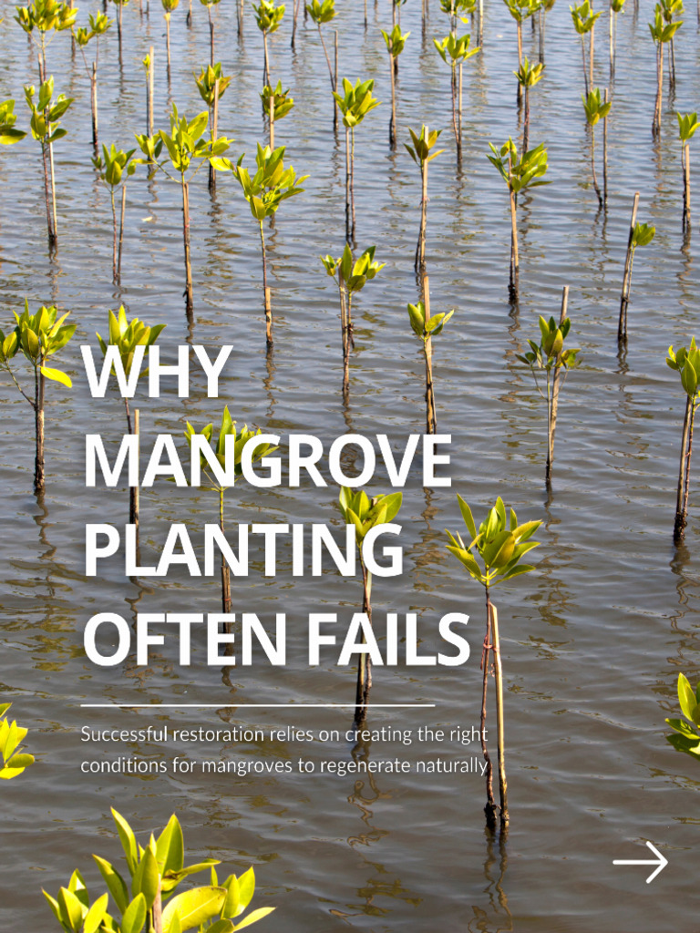 Why Mangrove Planting Often Fails | PDF | Home & Garden | Science ...