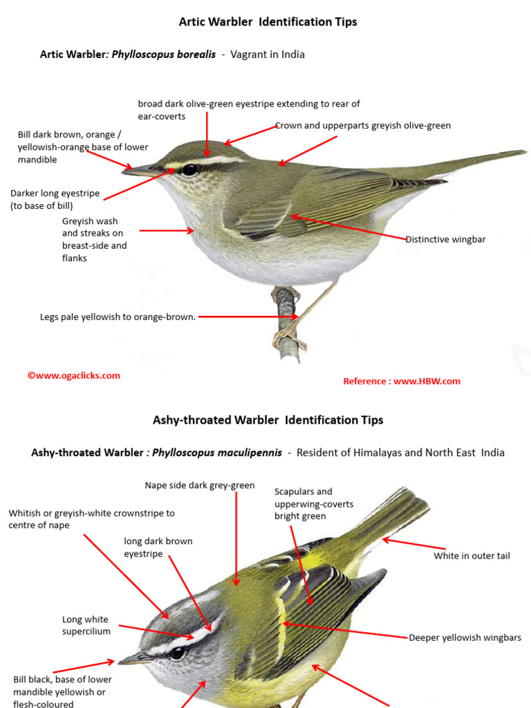 Warblers of India | PDF
