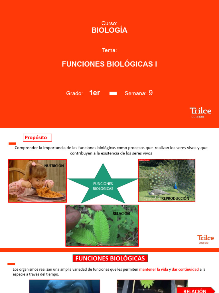 B - 1ro-Funciones Biol-Gicas I | PDF