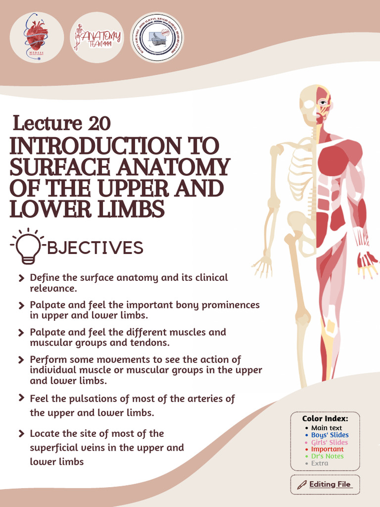 L20-Introduction To Surface Anatomy of The Upper and Lower Limbs | PDF