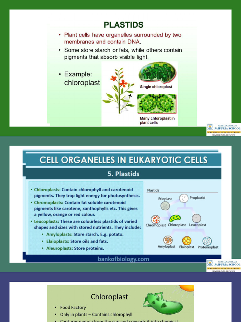 Xi - Bio Cell Part Ii | PDF