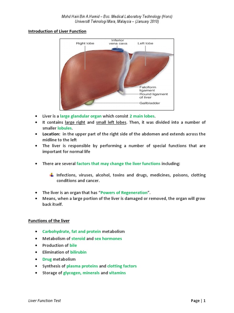 Liver Function Test | PDF | Liver | Medical Specialties