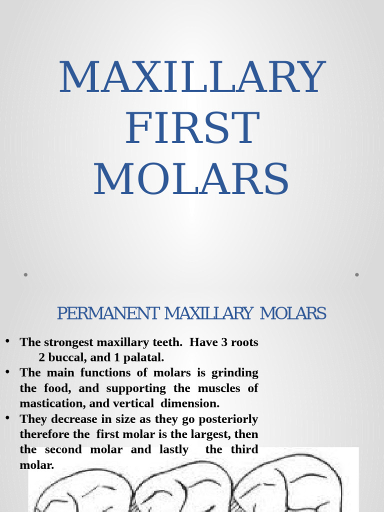 Max. Molars Presentation Class | PDF