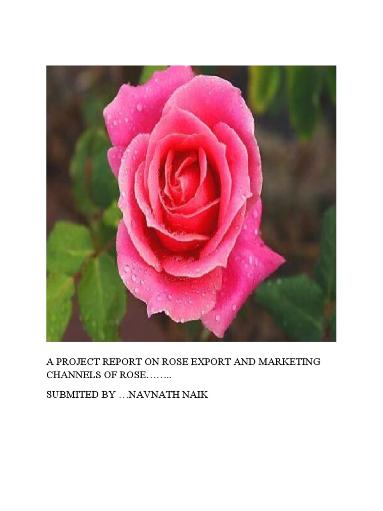 Rose Export and Marketing Channels | PDF | Exports | Floristry