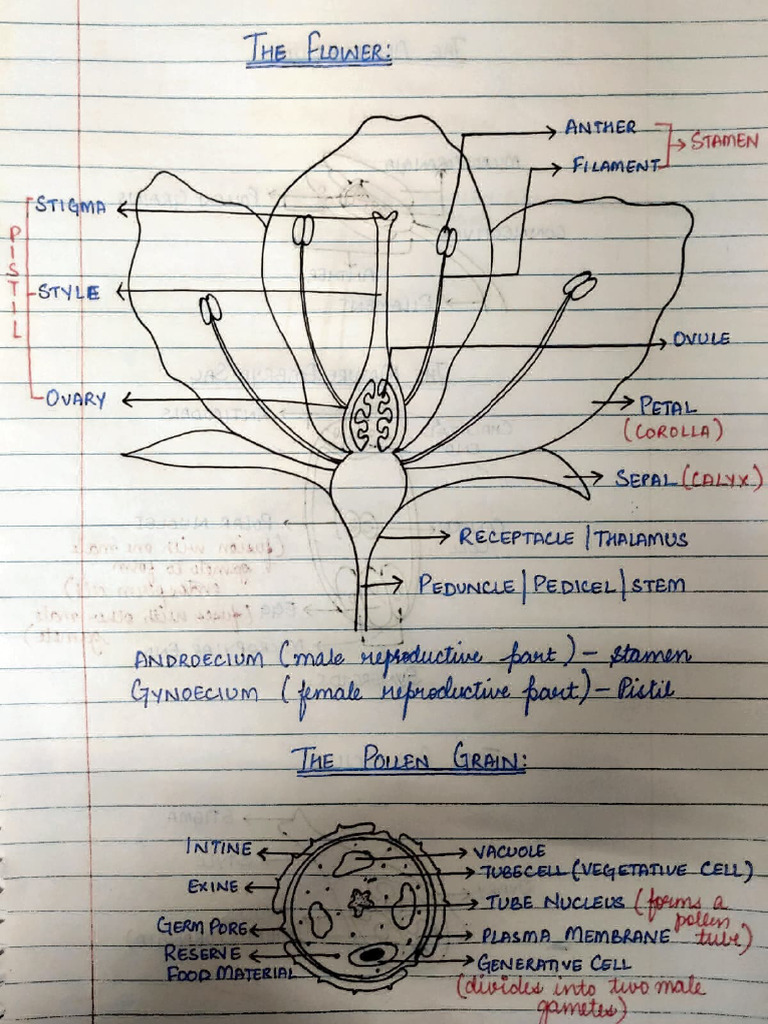Diagrams - FLOWER | PDF